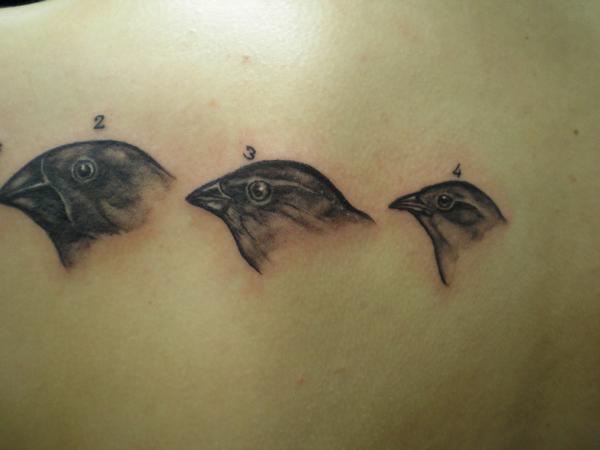 Darwins Finches Tattoo