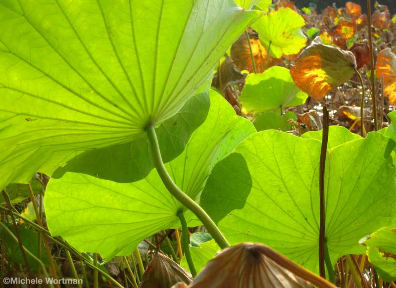 Lotus pads by Michele Wortman: TattooNOW